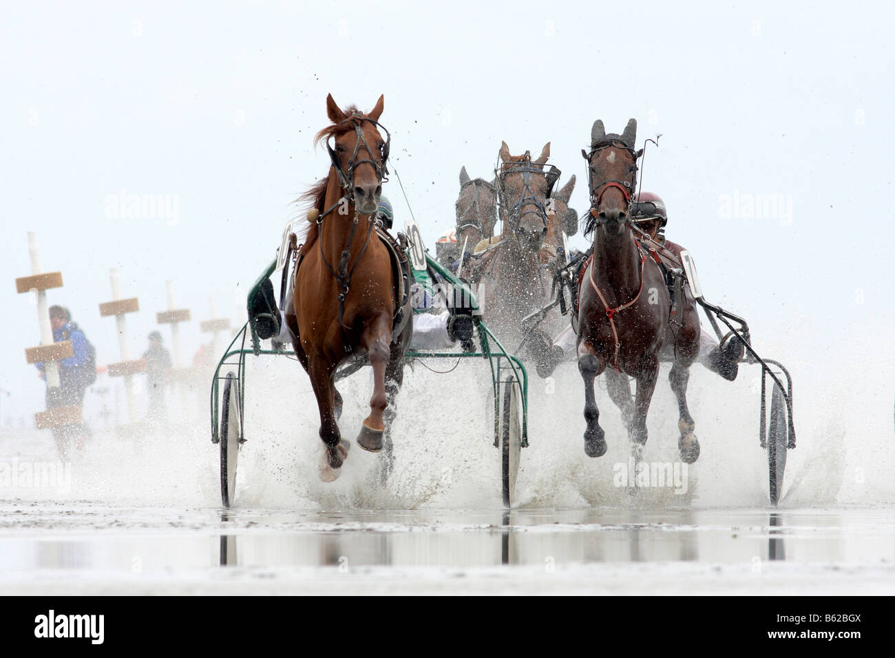 Trotting race, Duhner Wattrennen, Duhnen Trotting Races 2008, the only ...