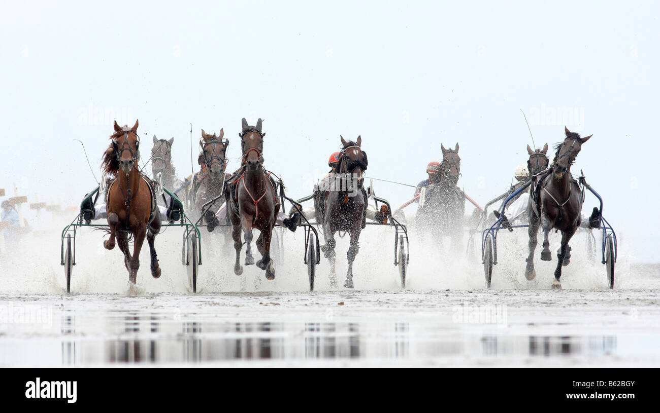 Trotting race, Duhner Wattrennen, Duhnen Trotting Races 2008, the only ...