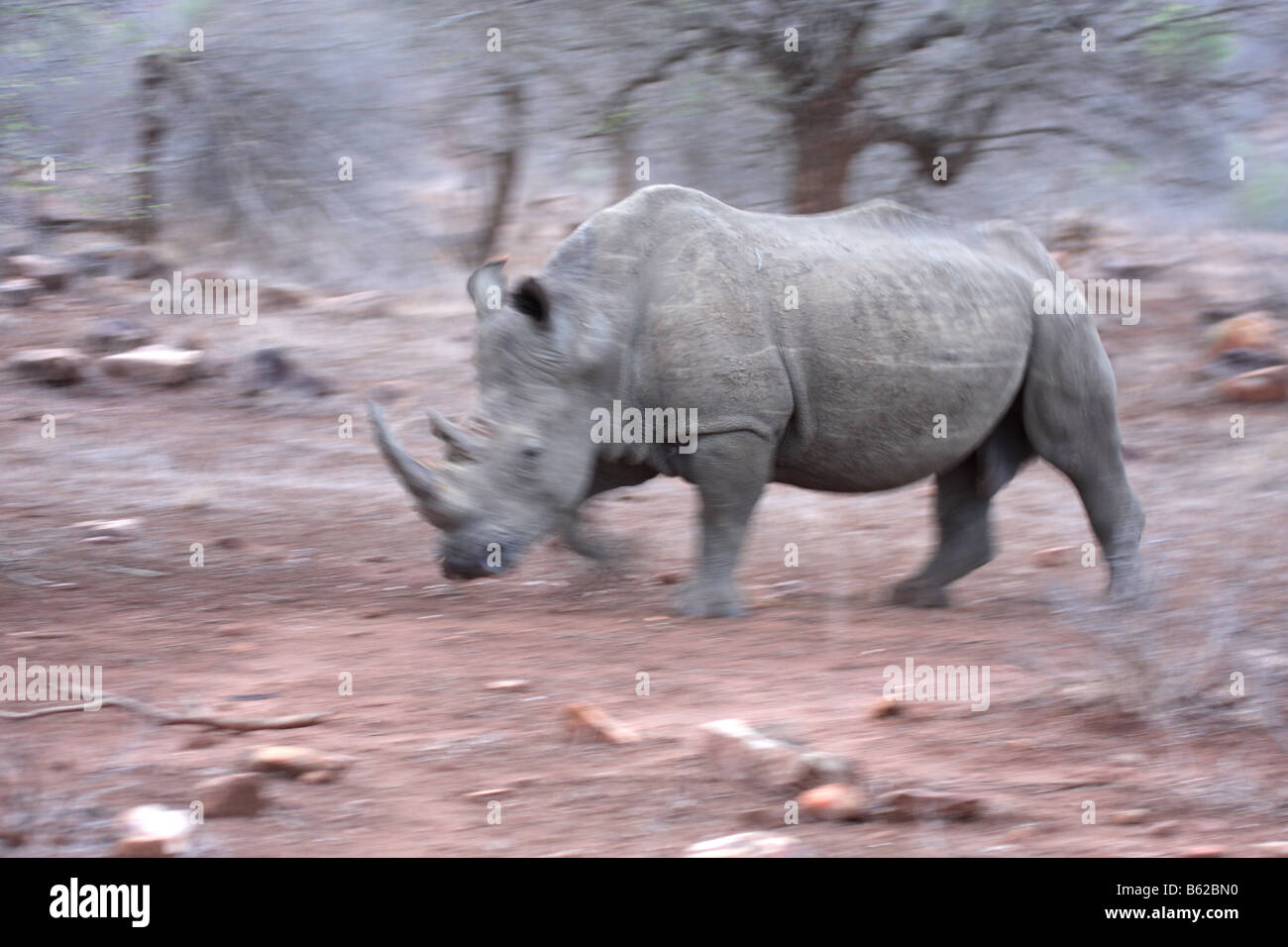 white rhino running Stock Photo - Alamy