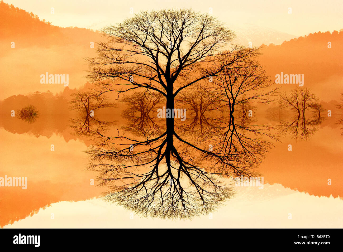 Silhouettes of symmetrical trees hi-res stock photography and images ...
