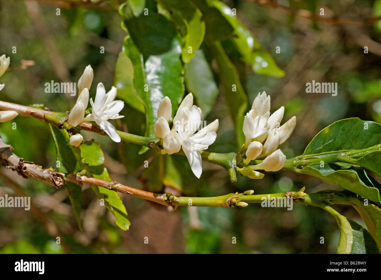 Coffee tree blossoms on natural background Stock Photo - Alamy