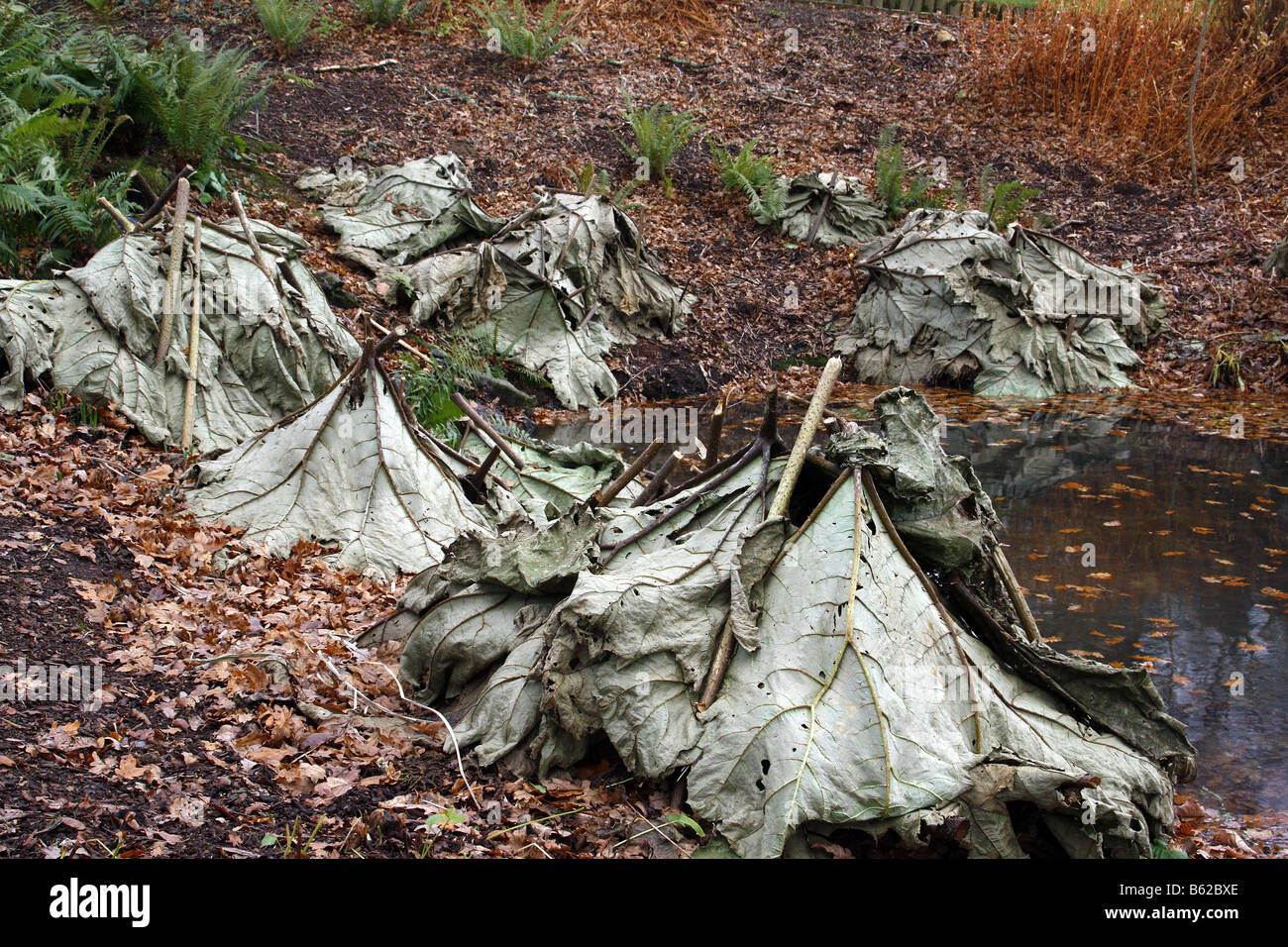 LEAVES CUT AND USED TO PROTECT CROWN OF GUNNERA MANICATA AT RHS ...