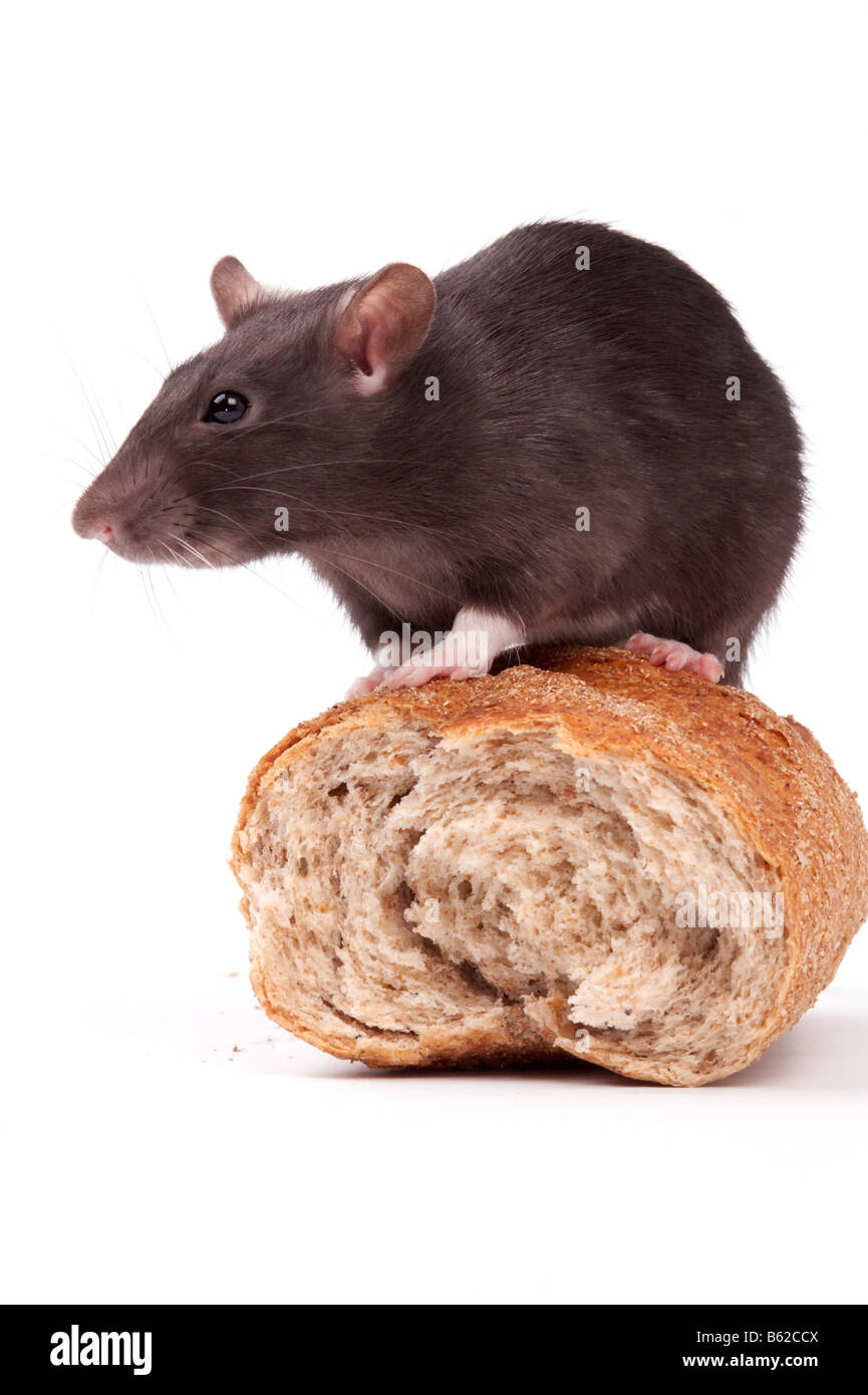 Rats as pets Cut Out Stock Images & Pictures - Alamy