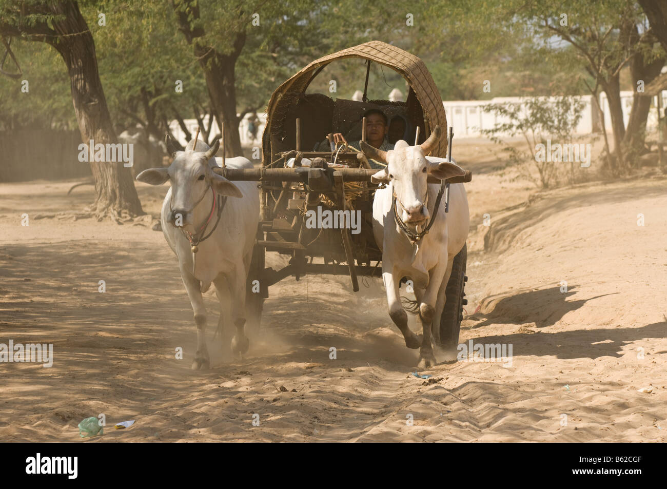 Ox Carriage High Resolution Stock Photography and Images - Alamy