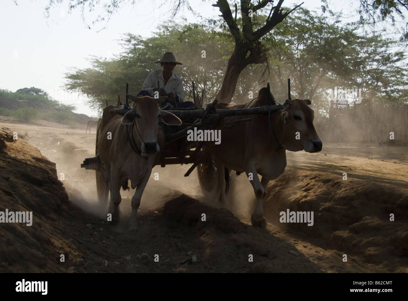 Ox Carriage High Resolution Stock Photography and Images - Alamy
