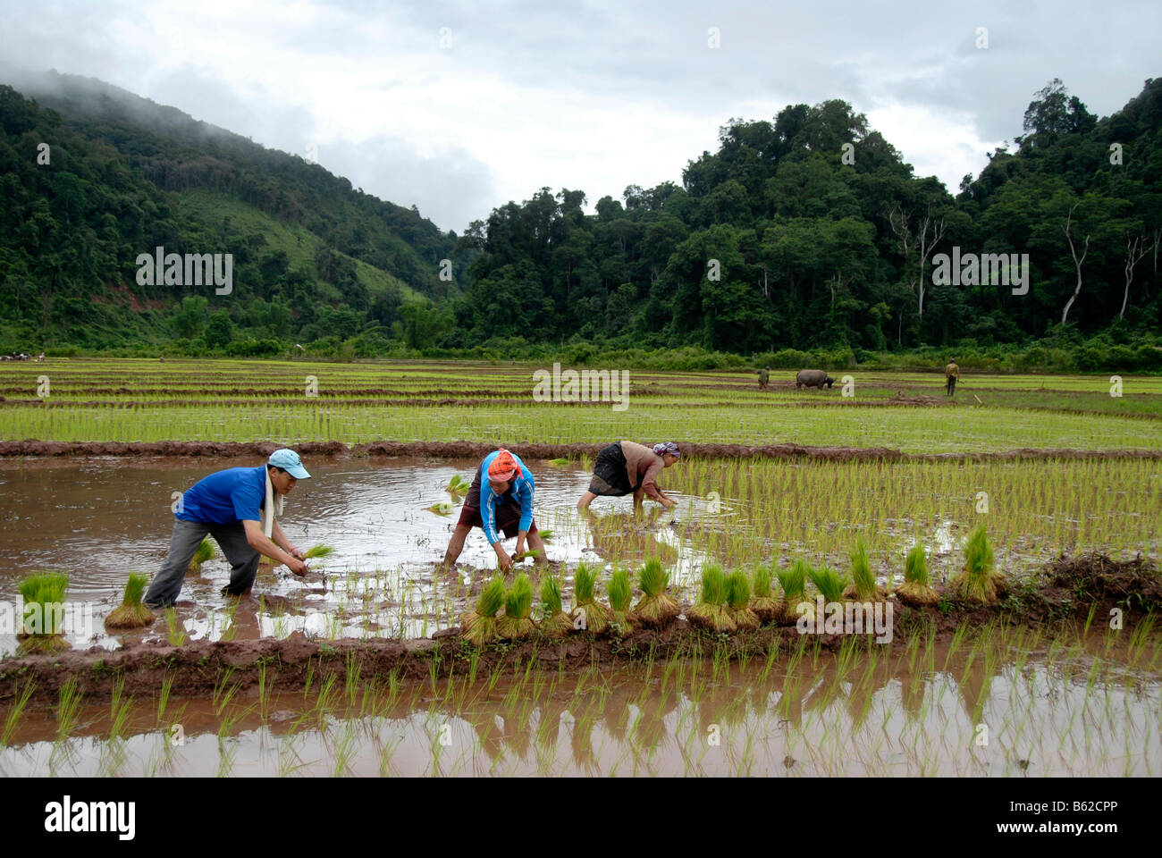 Laotian rice planting hi-res stock photography and images - Alamy