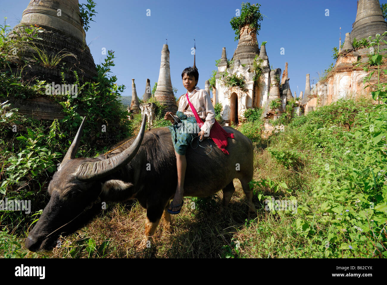 Burmese child on an ox in front of Stupas, Inle Lake, Myanmar, Burma ...