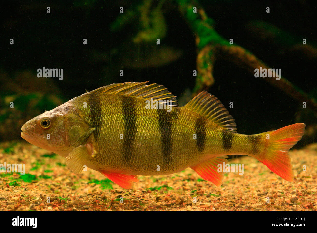 European Perch (Perca fluviatilis) in an aquarium in the Mueritzeum ...