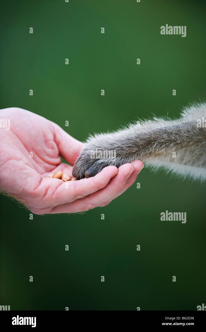 Female bonnet macaque monkey taking peanuts from a human hand. Andhra ...