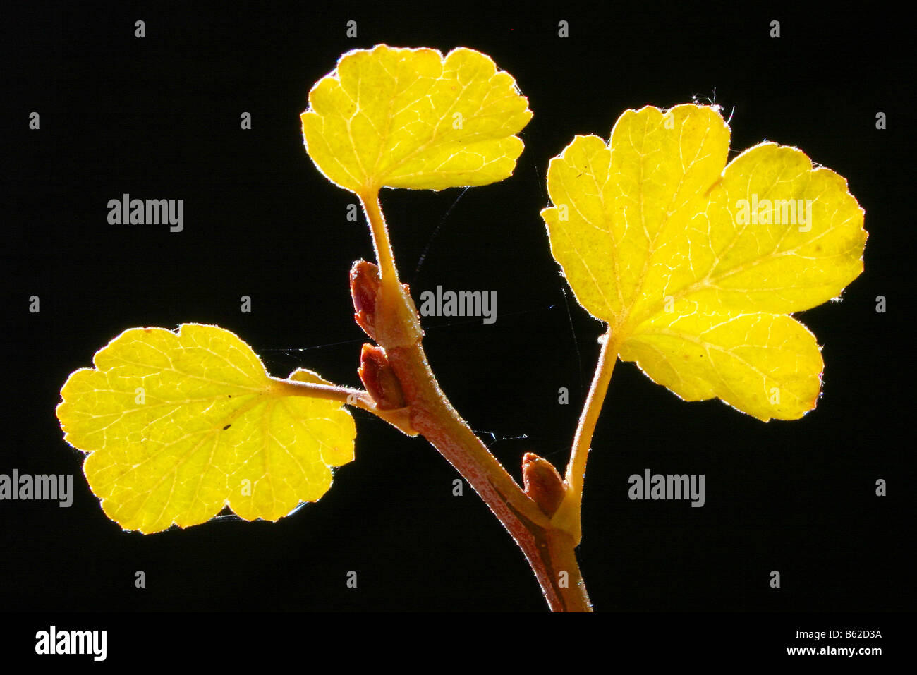 Three backlit oak leaves isolated on a black background Stock Photo - Alamy