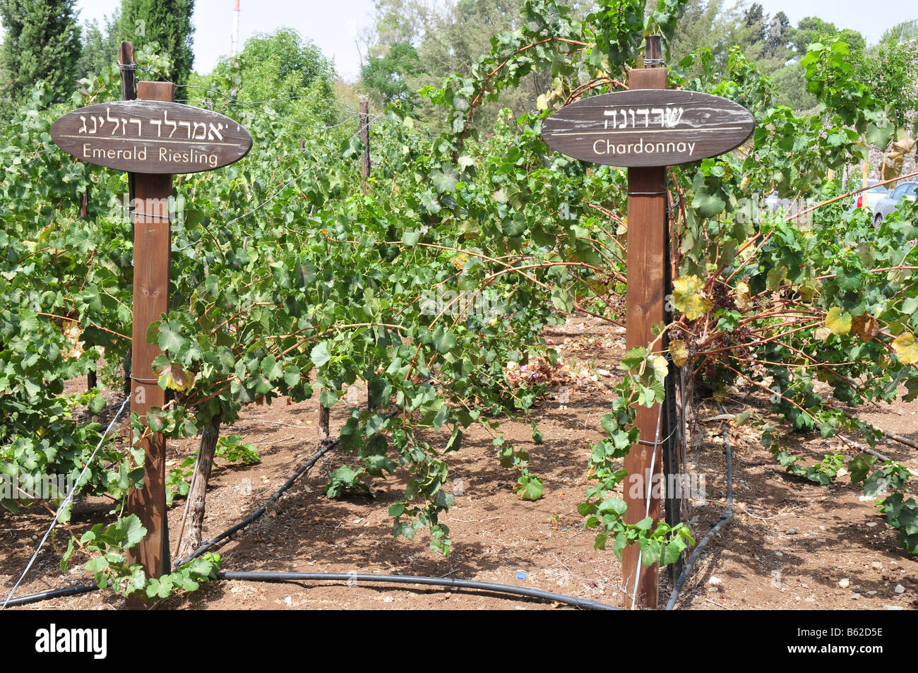 Israel Lower Galilee Tabor Winery Chardonnay and Emerald Riesling ...