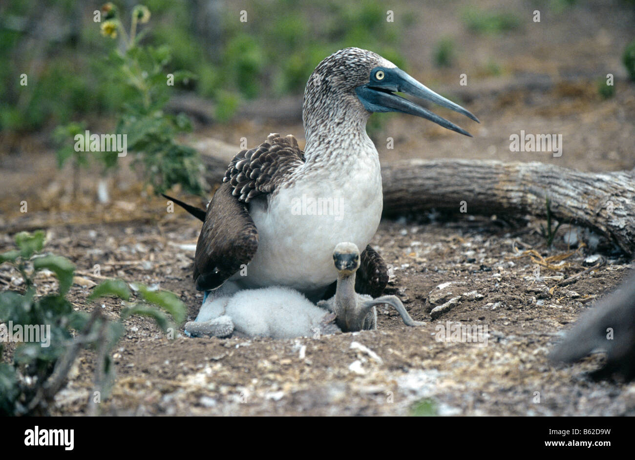 Baby Blue Footed Booby