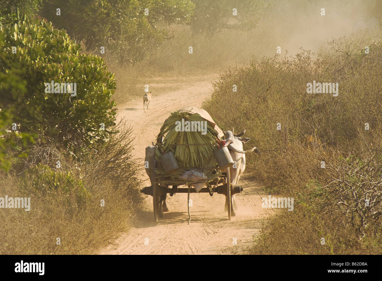Ox carriage on a dustry road Bagan Pagan Myanmar Burma Stock Photo - Alamy