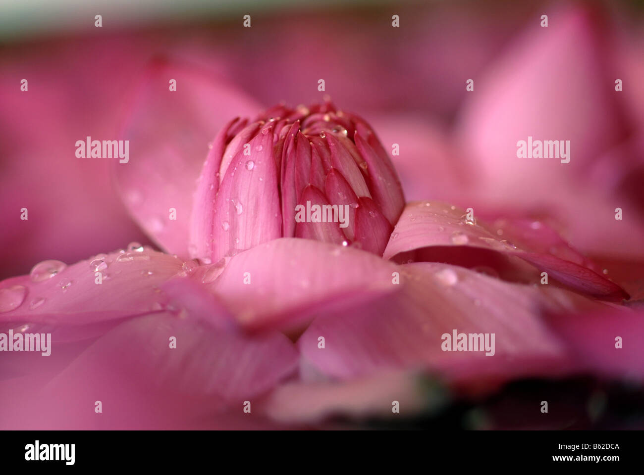 Nelumbium nucifera hi-res stock photography and images - Alamy