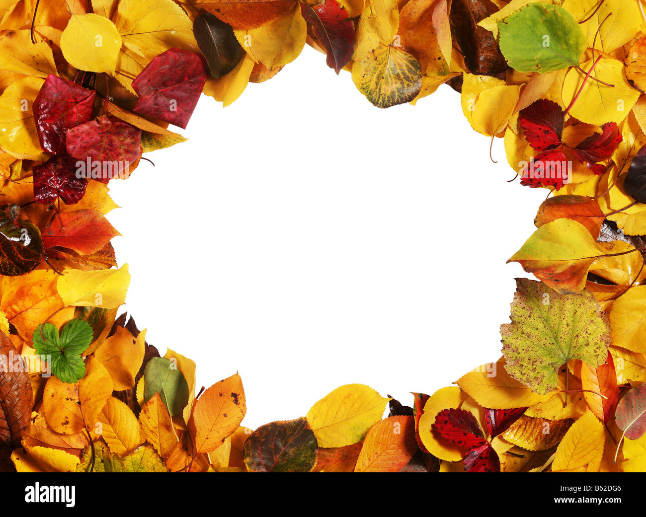 Autumn leaf frame closeup isolated on white background Stock Photo - Alamy
