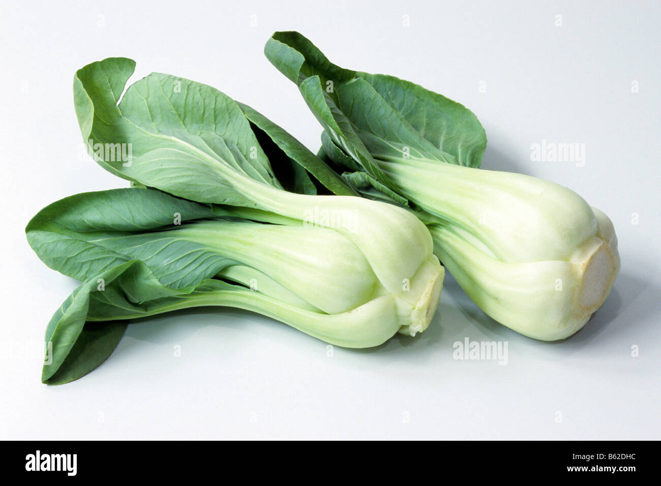 Chinese Cabbage, Bok Choy (Brassica rapa chinensis), studio picture ...