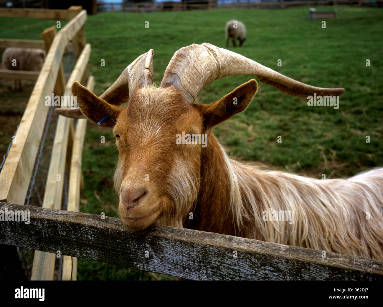 Cotswold farm park cheltenham High Resolution Stock Photography and ...
