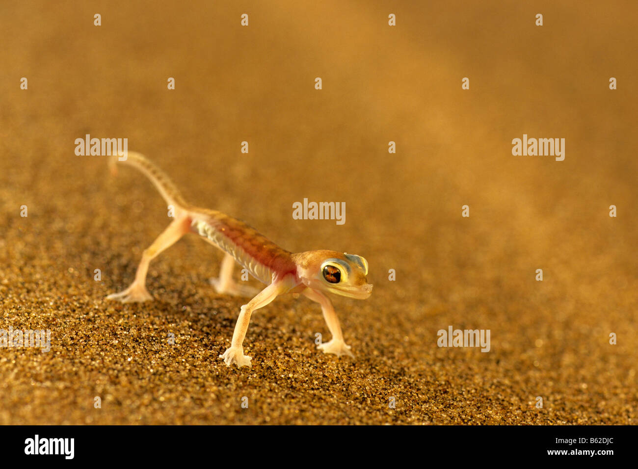 Namib Web-footed Gecko (Palmatogecko rangei) standing on erect legs in ...