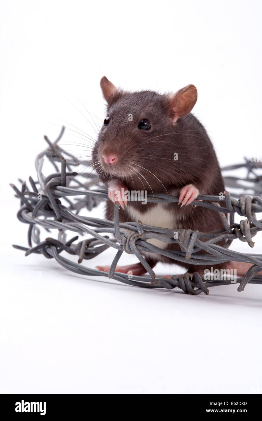 Rats very clever and artful rodents Stock Photo - Alamy