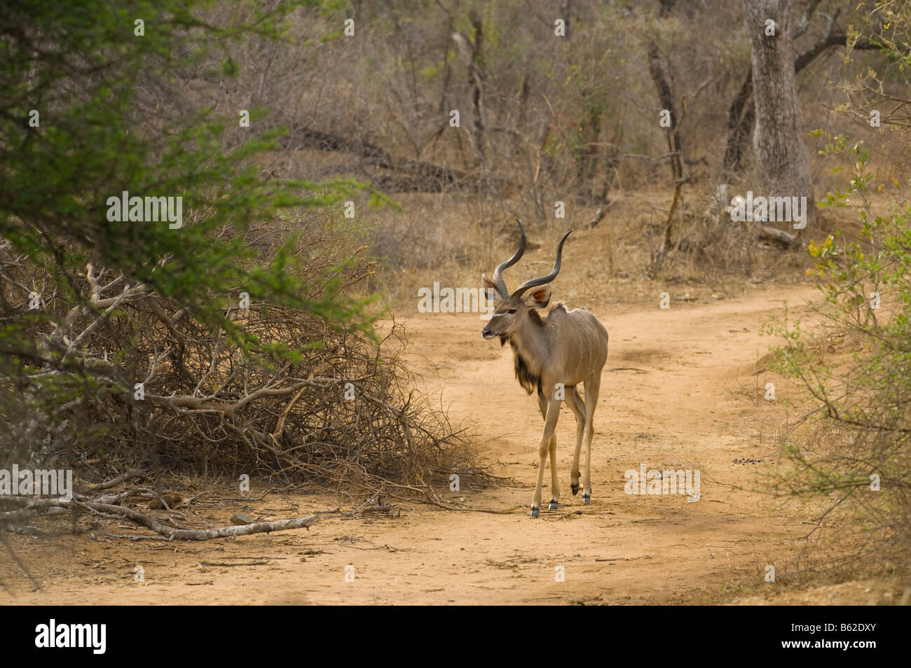 wildlife wild greater KUDU antelope TRAGELAPHUS STREPSICEROS buck with ...