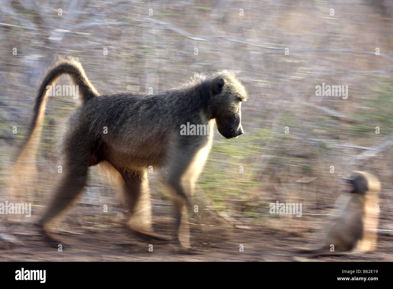 Primate walking hi-res stock photography and images - Alamy