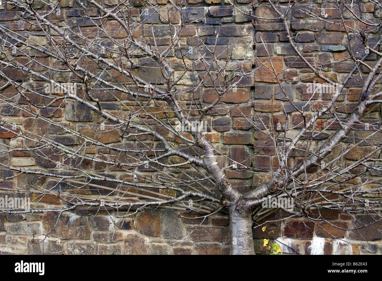 FAN TRAINED CHERRY STELLA ON PIXY AT RHS ROSEMOOR GARDEN DEVON ...