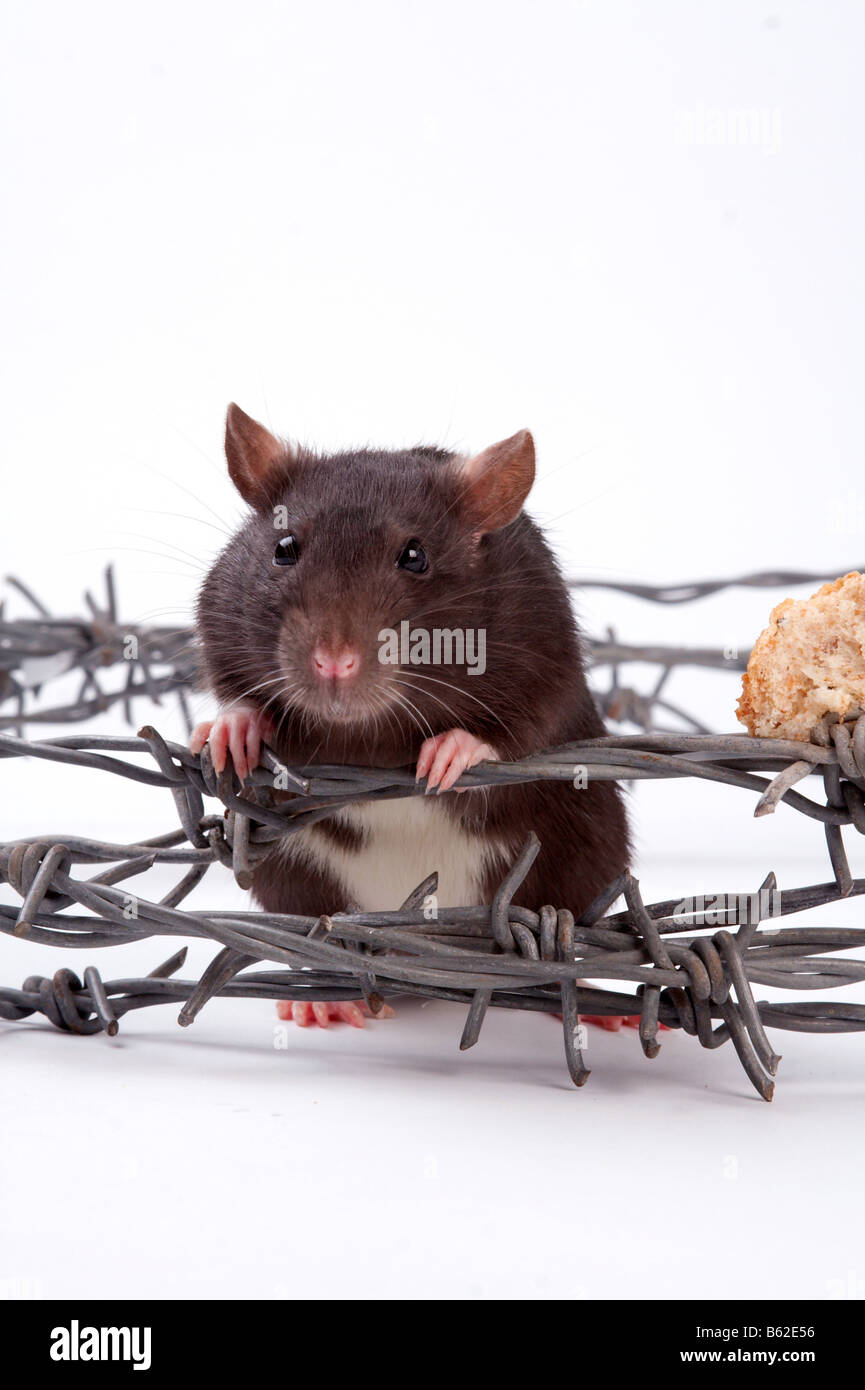 Rats very clever and artful rodents Stock Photo - Alamy