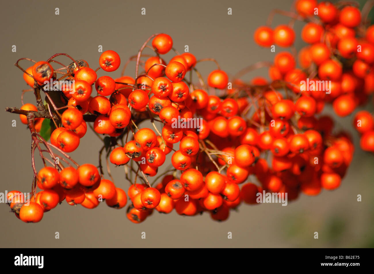 Firethorn (Pyracantha Charmer) Shrub Stock Photo - Alamy