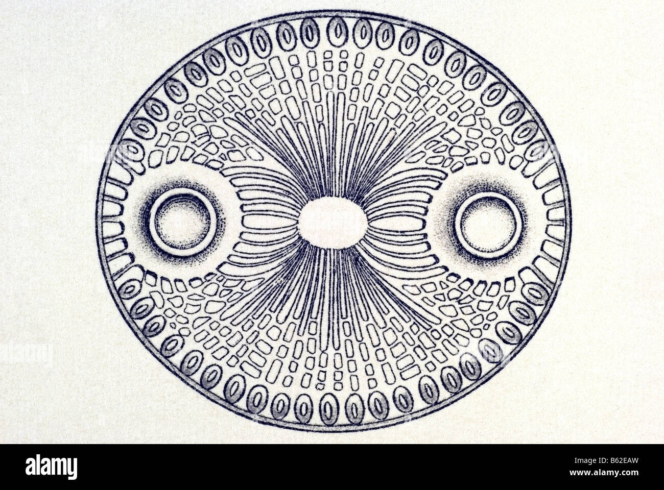 Silica and diatoms microscope hi-res stock photography and images - Alamy
