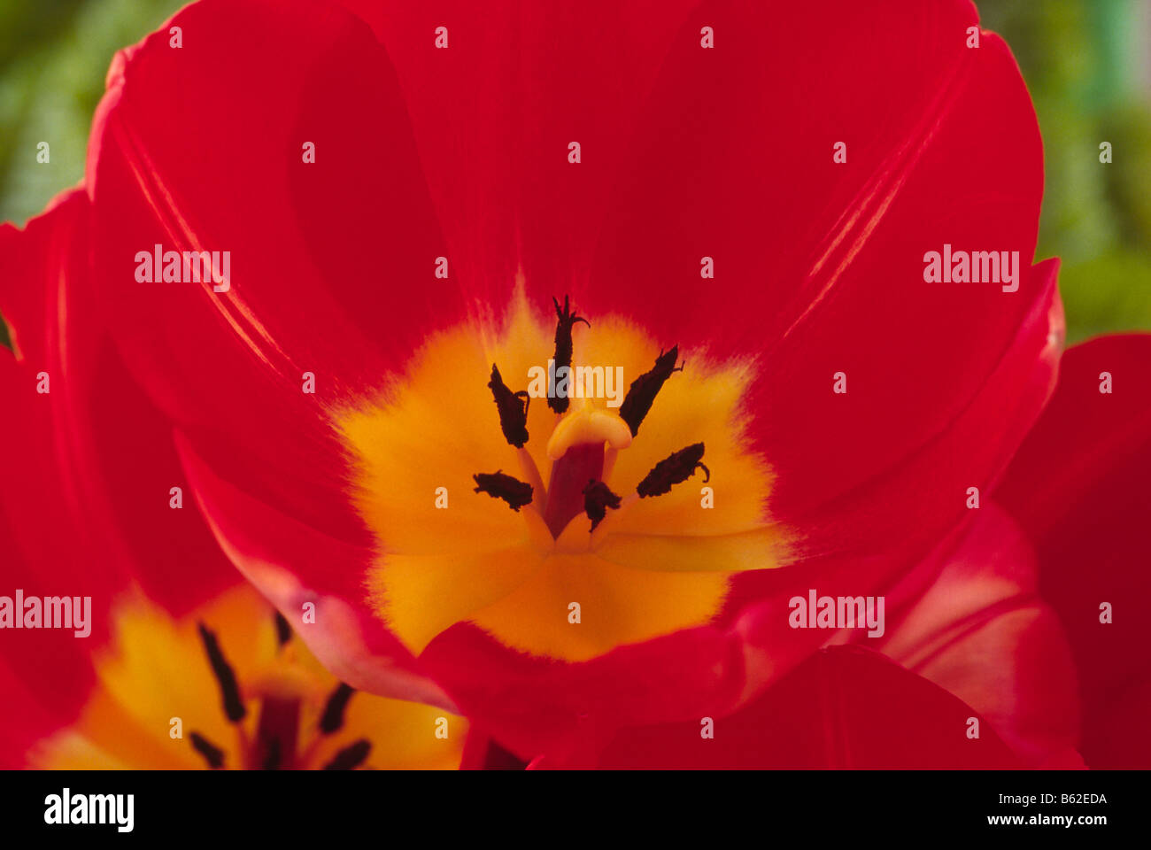 Darwin tulip tulipa big chief hi-res stock photography and images - Alamy