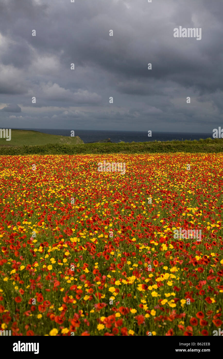 Poppies marigolds hi-res stock photography and images - Alamy