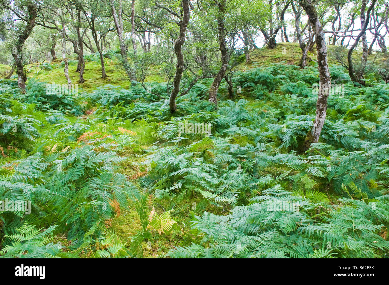 Ferns & trees on the shores of Loch An Draing, Scotland, UK Stock Photo ...