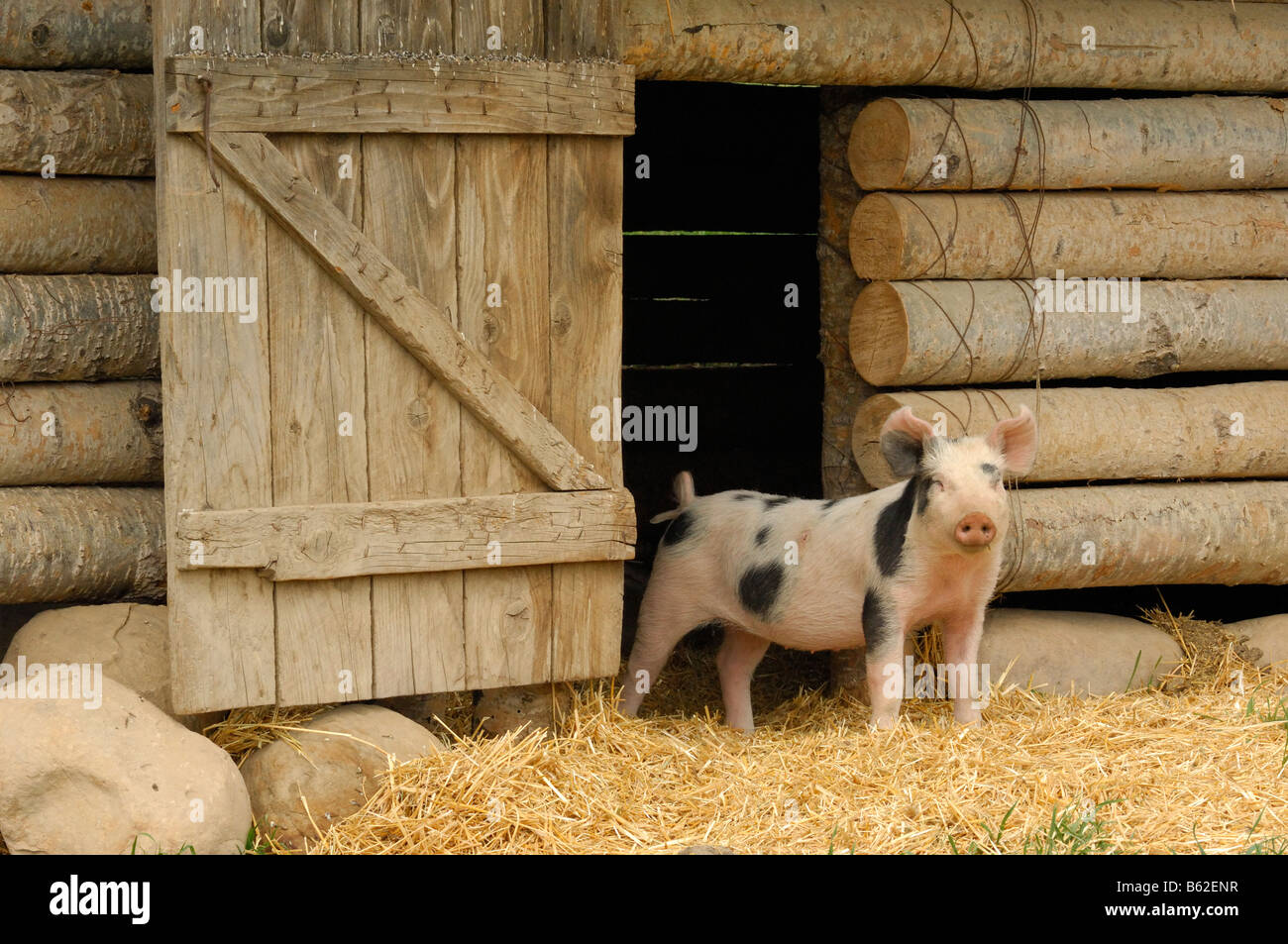 Pig Sty High Resolution Stock Photography and Images - Alamy