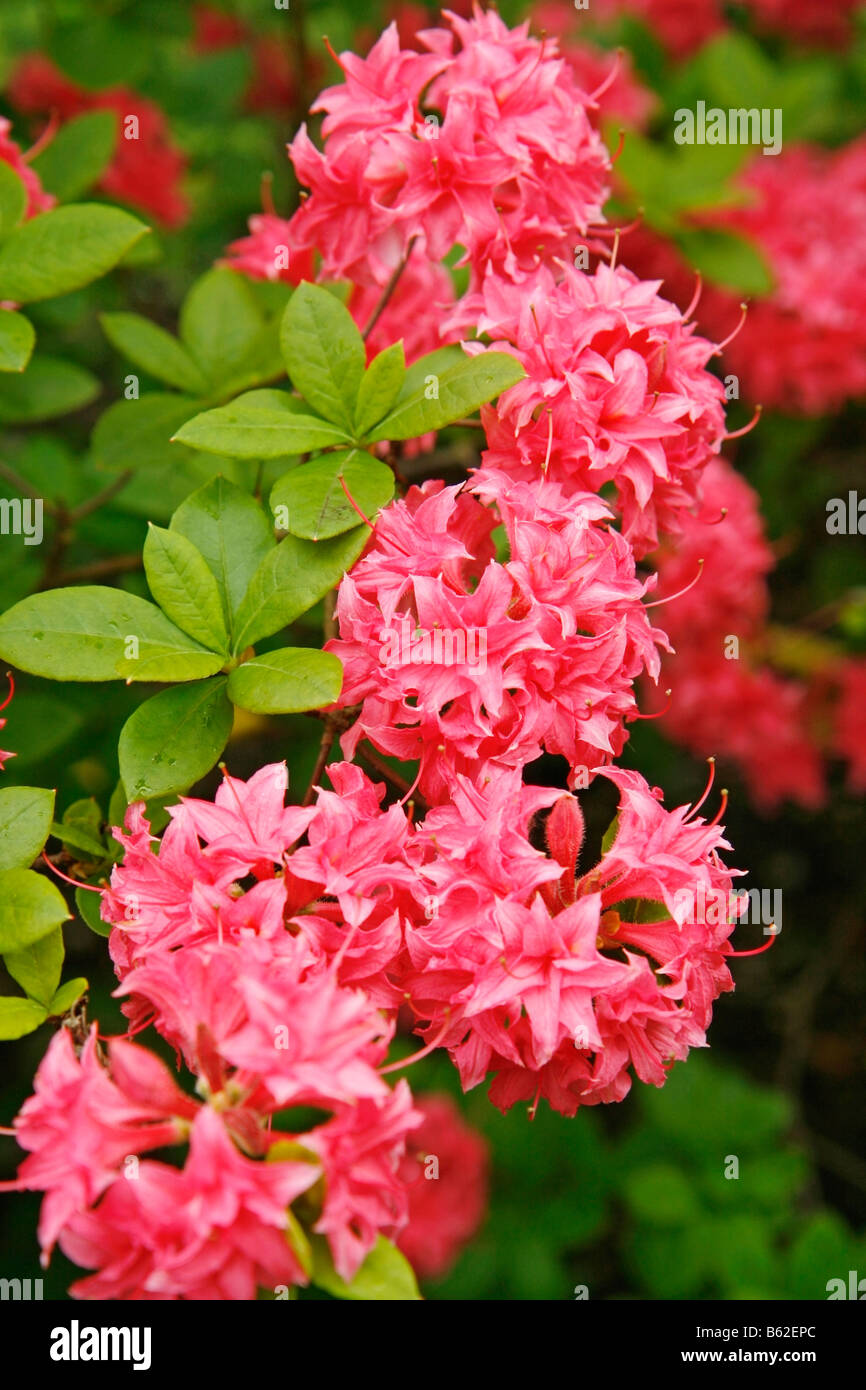 Royal Botanic Gardens Kew in Richmond London England Azalea garden ...