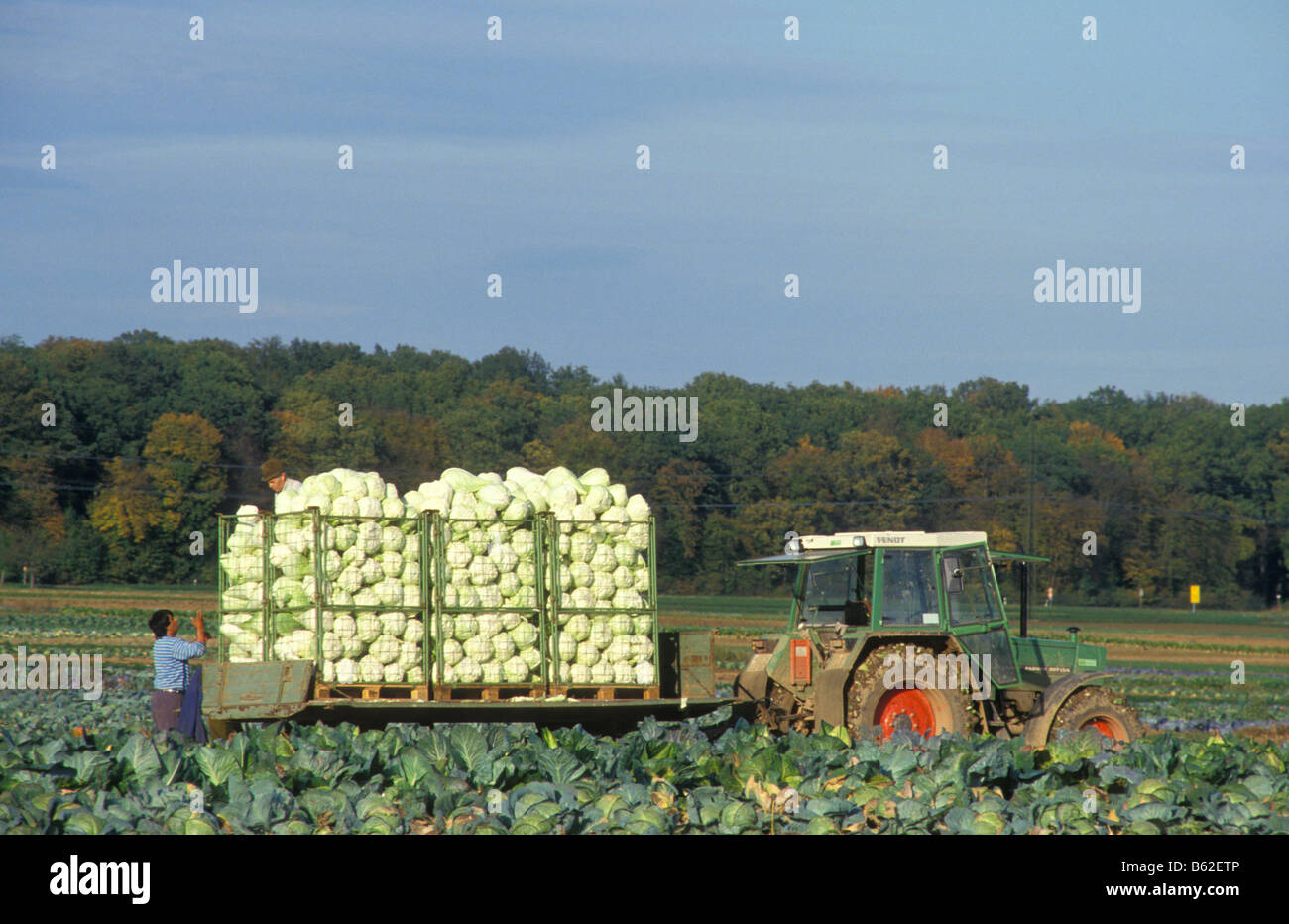 Farmer harvest filderkraut cabbage filderstadt hi-res stock photography ...