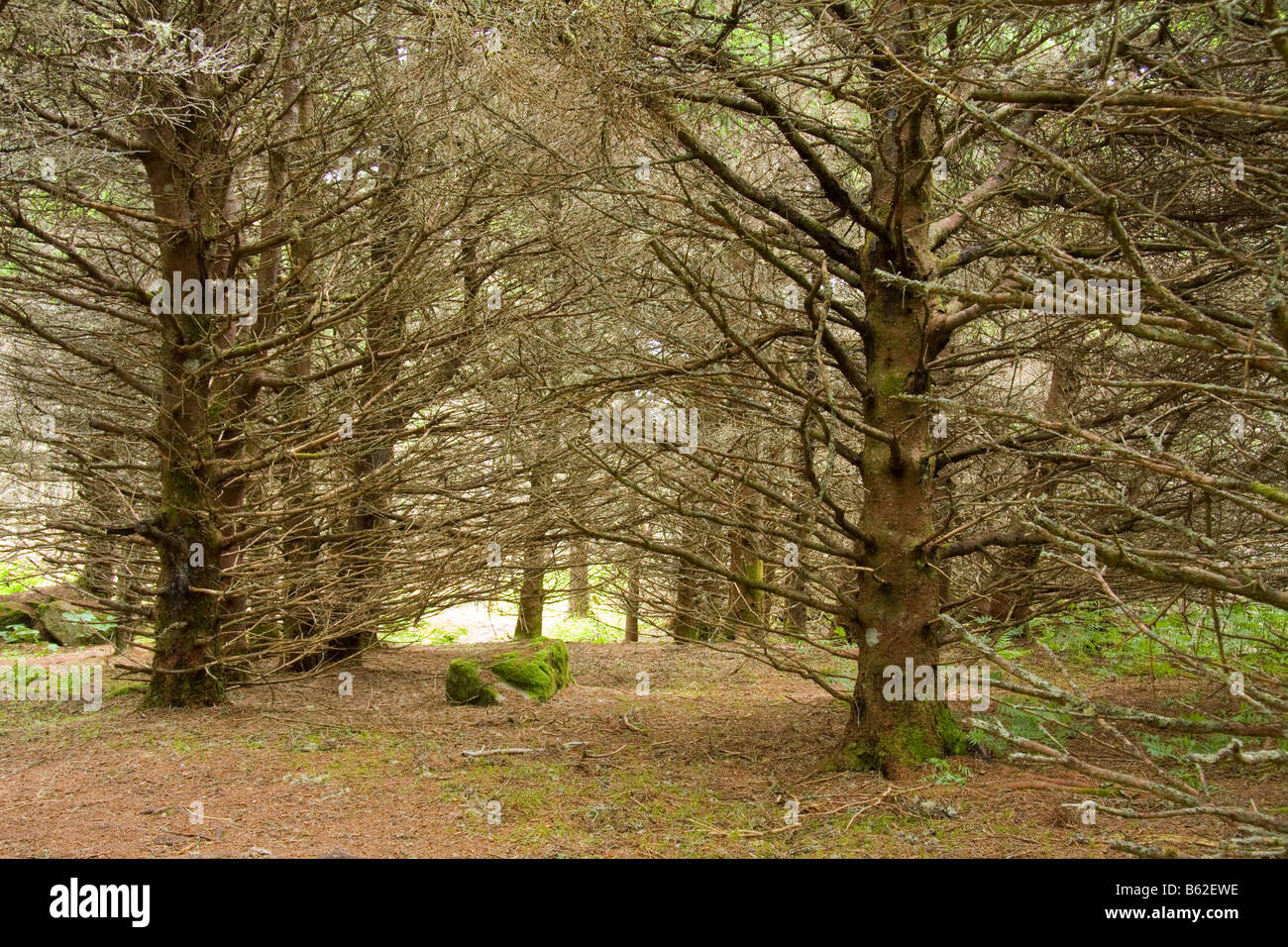 Wooded part of the trail - Spry Bay Trail, Taylor Head Provincial Park ...