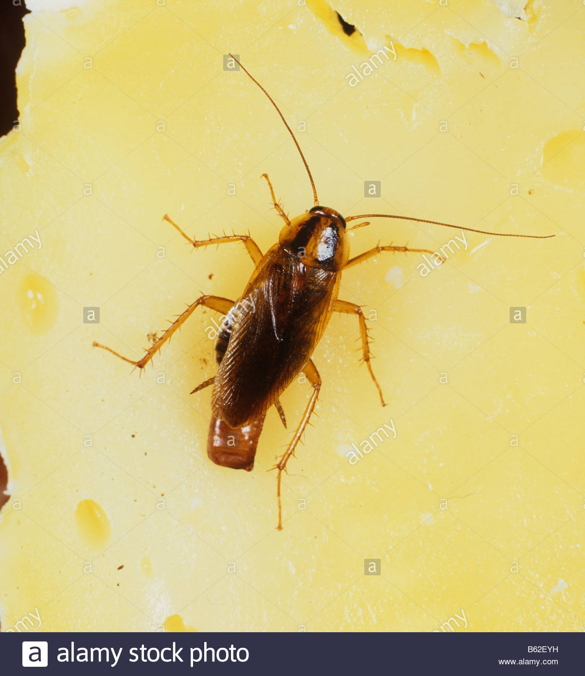 Hygiene Pests High Resolution Stock Photography and Images - Alamy