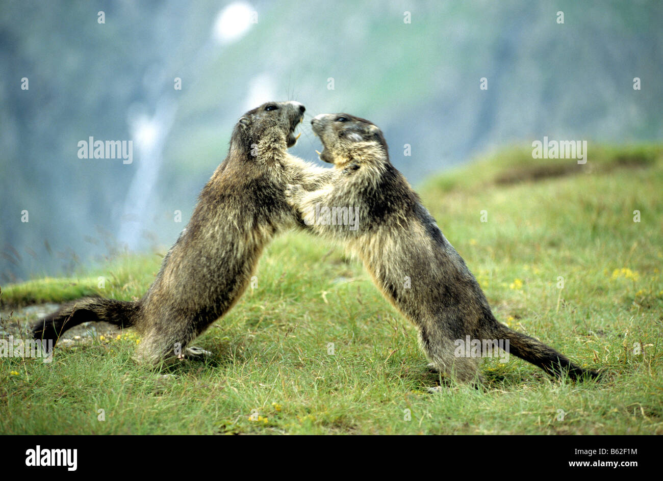 Alpine Marmot (Marmota marmota), two individuals fighting Stock Photo - Alamy