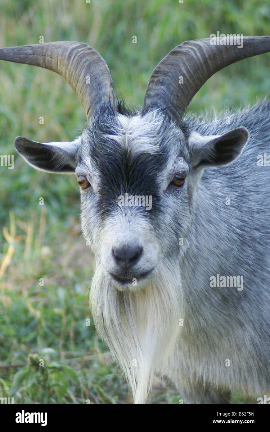 A pygmy goat looks at the photographer Stock Photo - Alamy