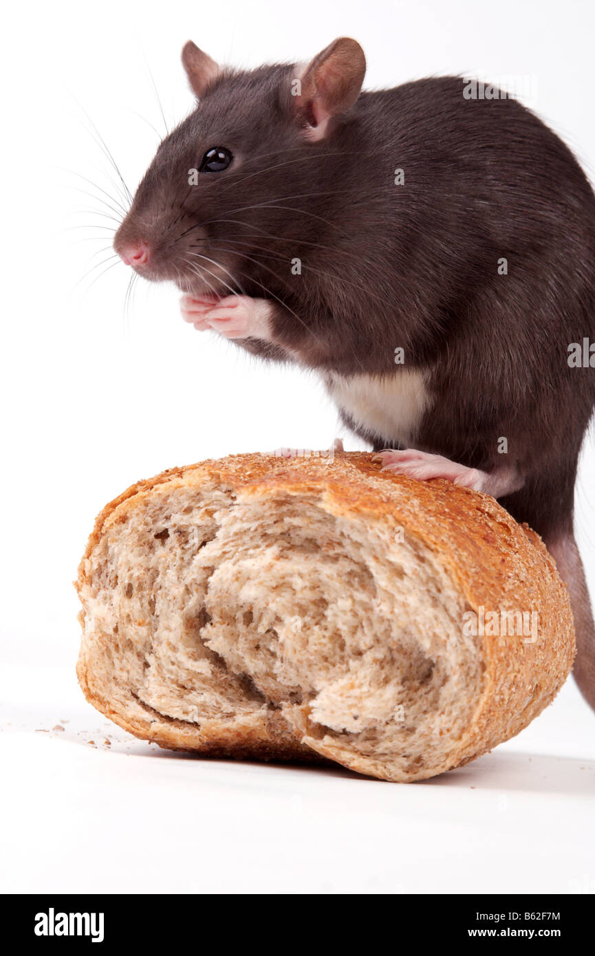 Clever rats hi-res stock photography and images - Alamy
