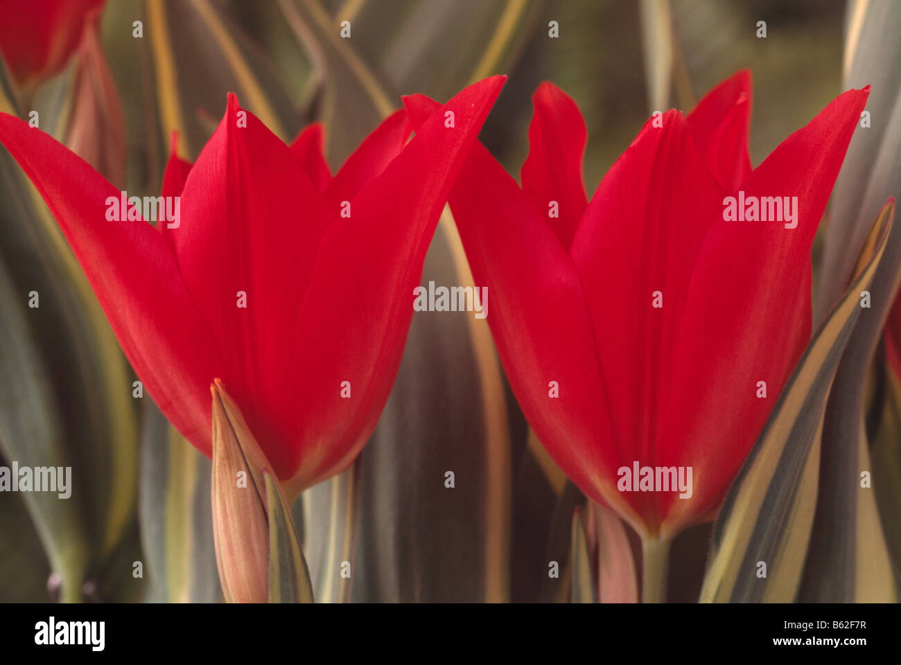Tulipa praestans 'Red Sun' (Tulip) Miscellaneous group tulip. Close up ...