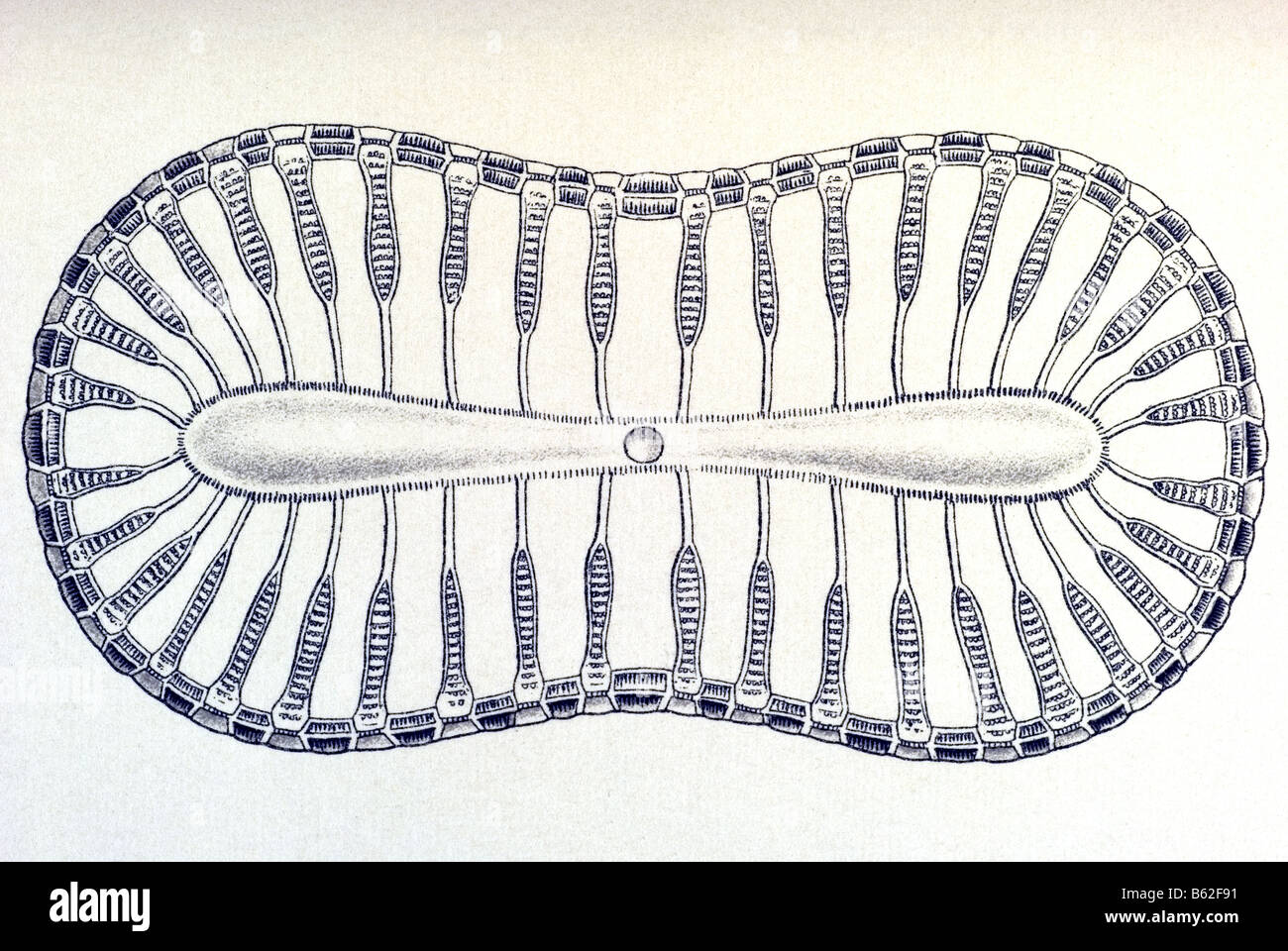 Silica and diatoms microscope hi-res stock photography and images - Alamy