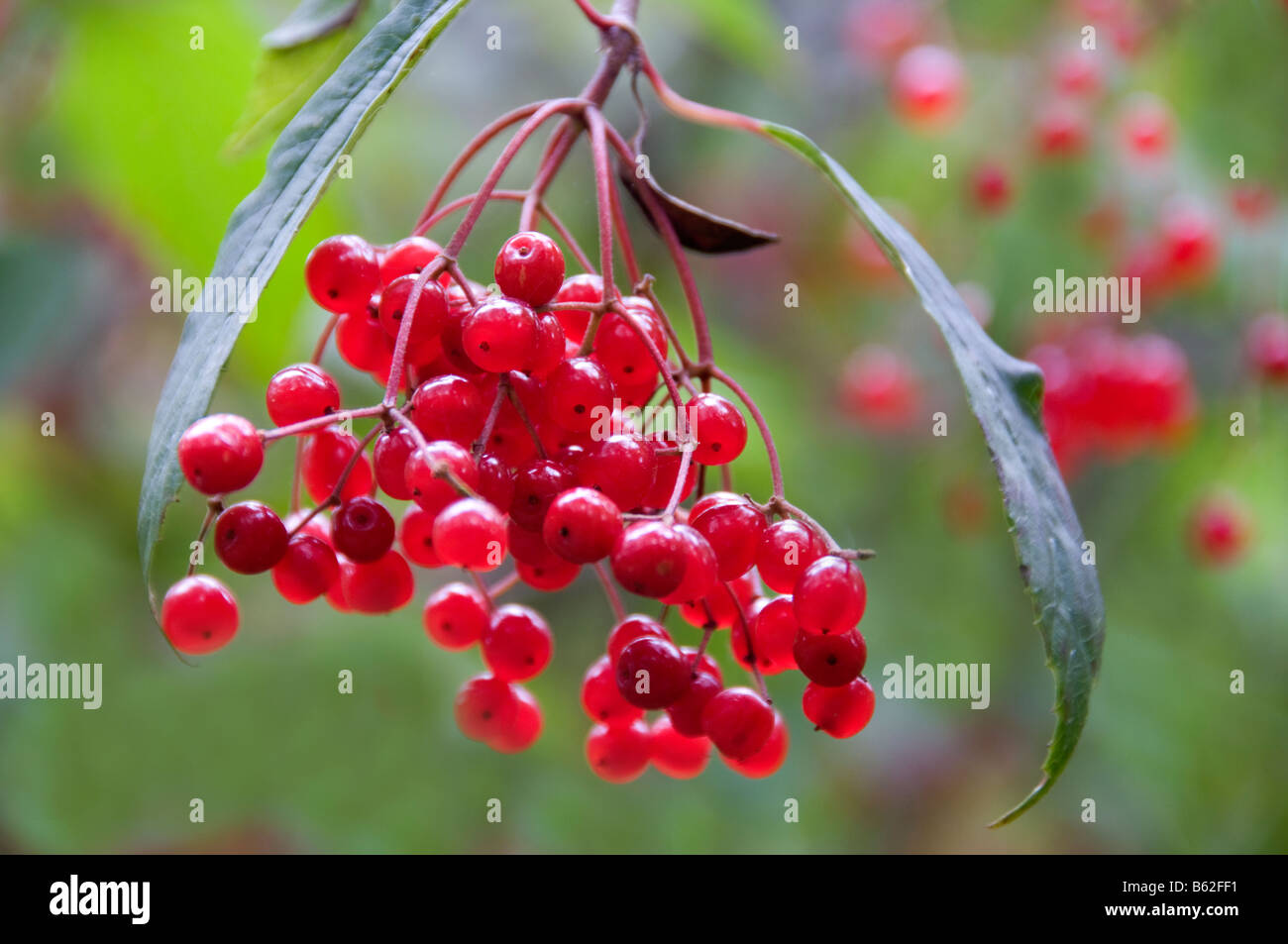 Red berries of Viburnum betulifolium Stock Photo - Alamy