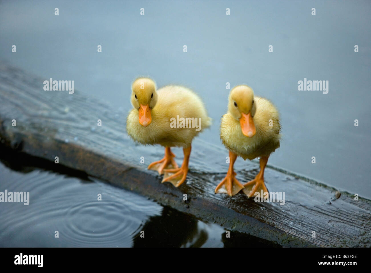 Netherlands, Noord Holland, Graveland, Wild duck chicks on board Stock ...