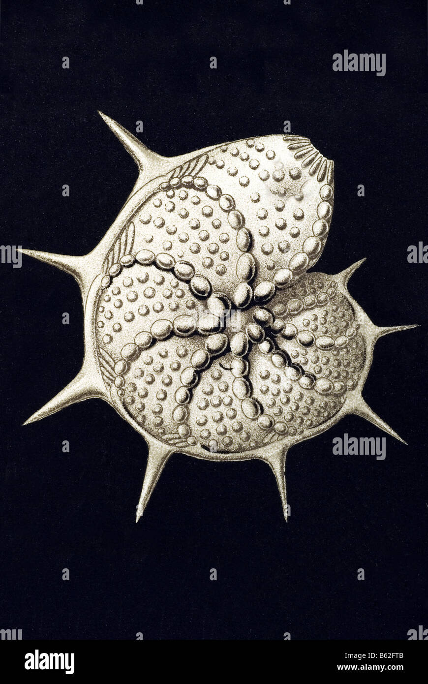 Thalamophora / Kammerlinge, Name Globigerina, Haeckel, Kunstformen der ...