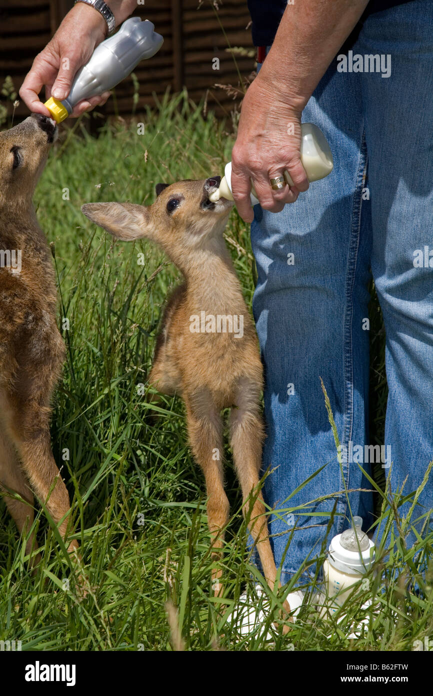 Animal being fed hi-res stock photography and images - Alamy