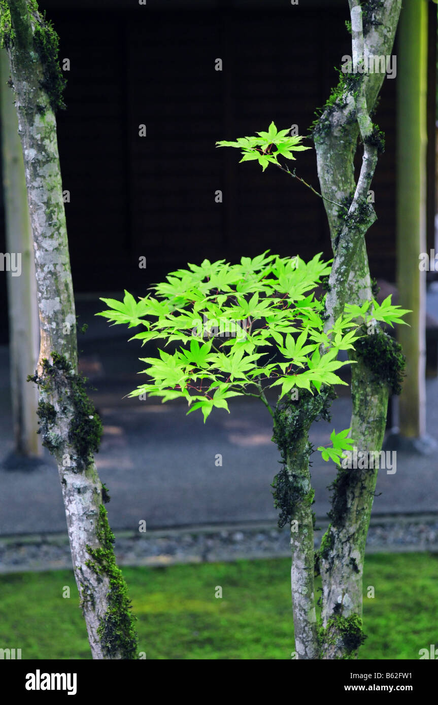Japanese lacquer tree hi-res stock photography and images - Alamy