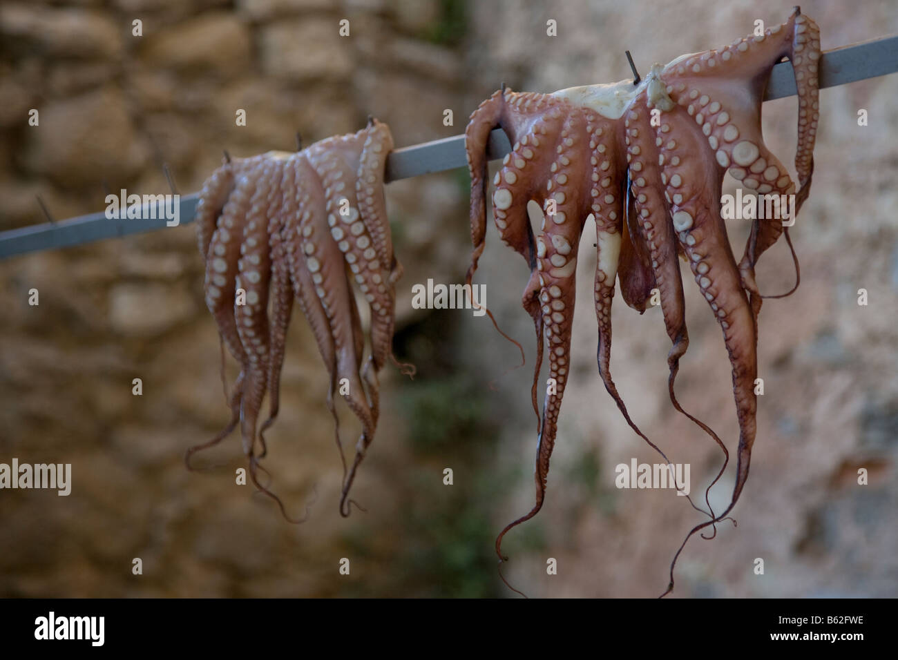 Octopus hanging to dry Stock Photo - Alamy