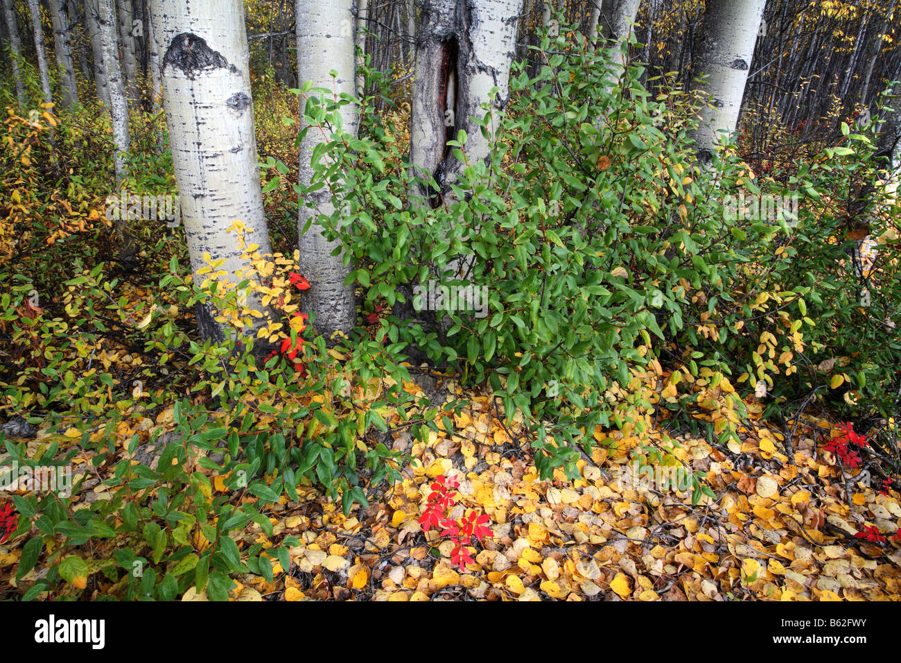 Autumn colors in a Northern British Columbia forest Stock Photo - Alamy