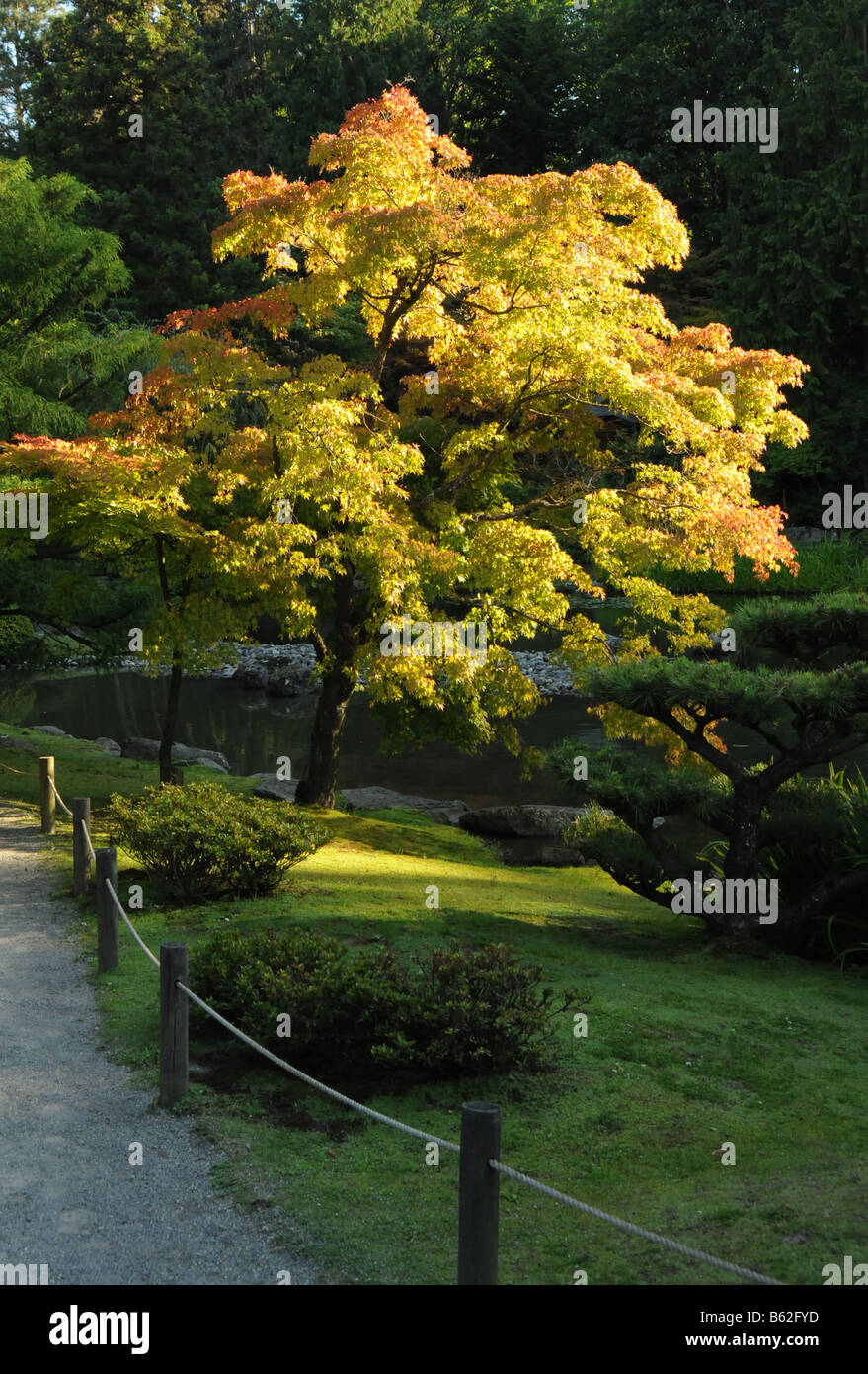 Yellow Cedar Tree High Resolution Stock Photography and Images - Alamy